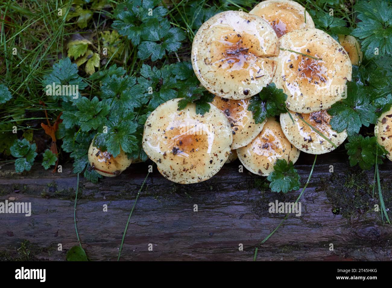 Mushroom caps from above in the forest Stock Photo - Alamy