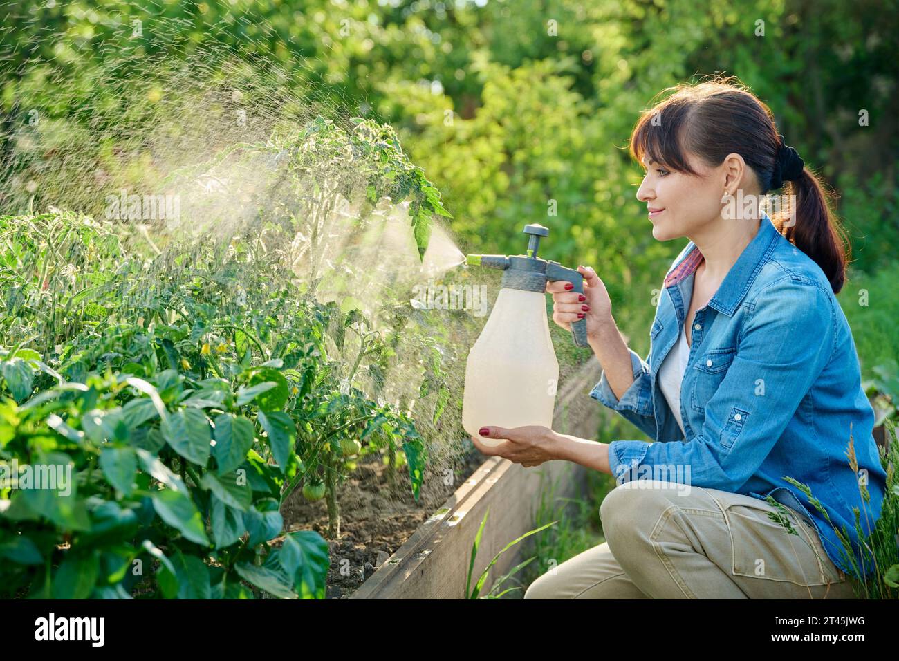 Gardener woman with spray gun spraying tomato plants in garden Stock ...