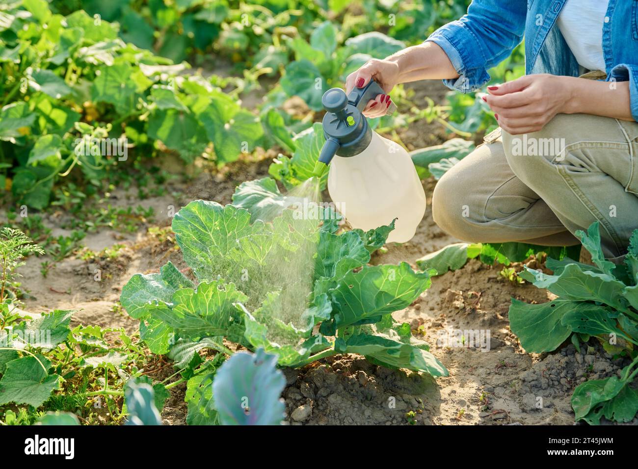 Gardener woman with spray gun spraying green cabbage plant in garden ...