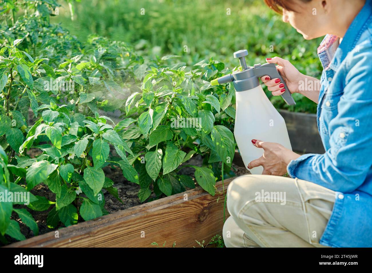 Gardener woman with spray gun spraying sweet bell pepper plant in ...