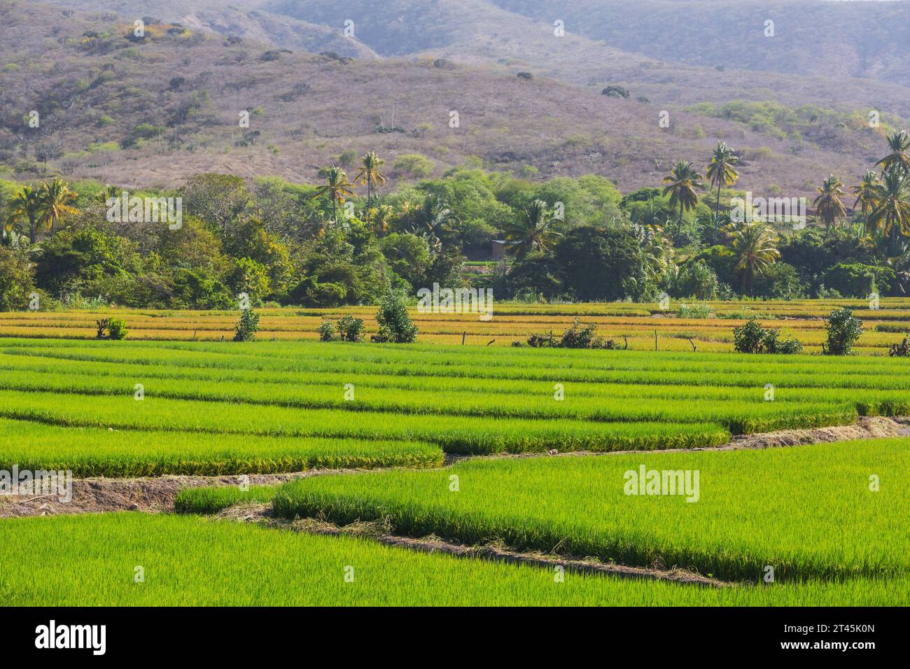 Rice fields in the northern Peru, South America Stock Photo - Alamy