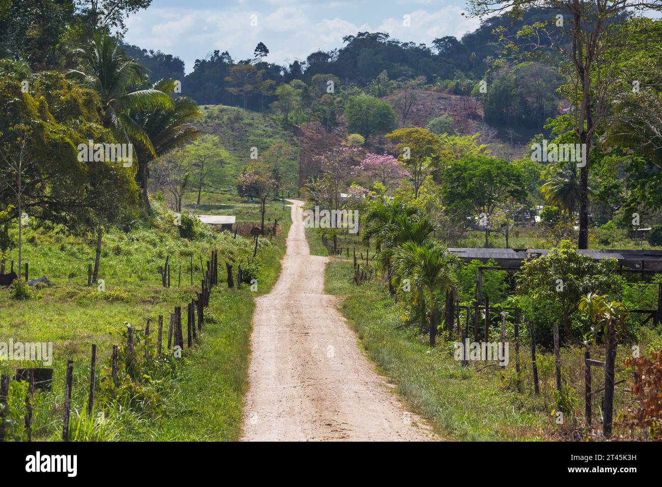 Dirt rural road in Belize Stock Photo - Alamy