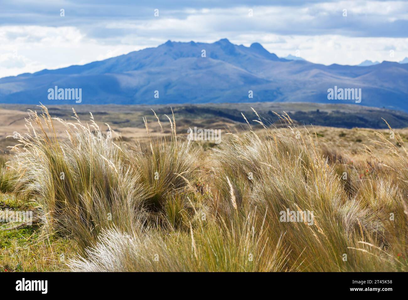 Beautiful green rural landscapes in the mountains in Ecuador, South ...