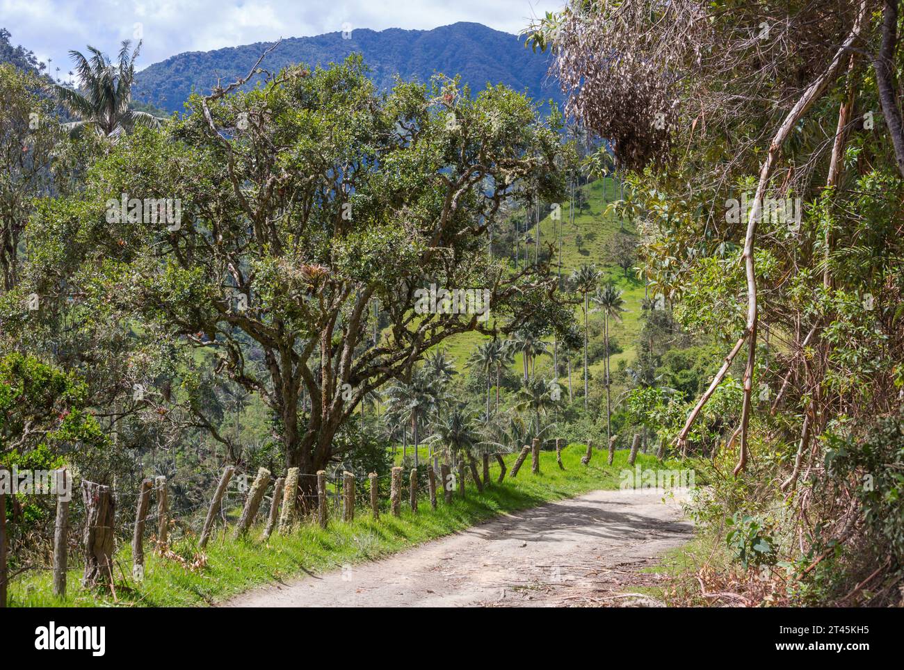 Colombia forest country road hi-res stock photography and images - Alamy