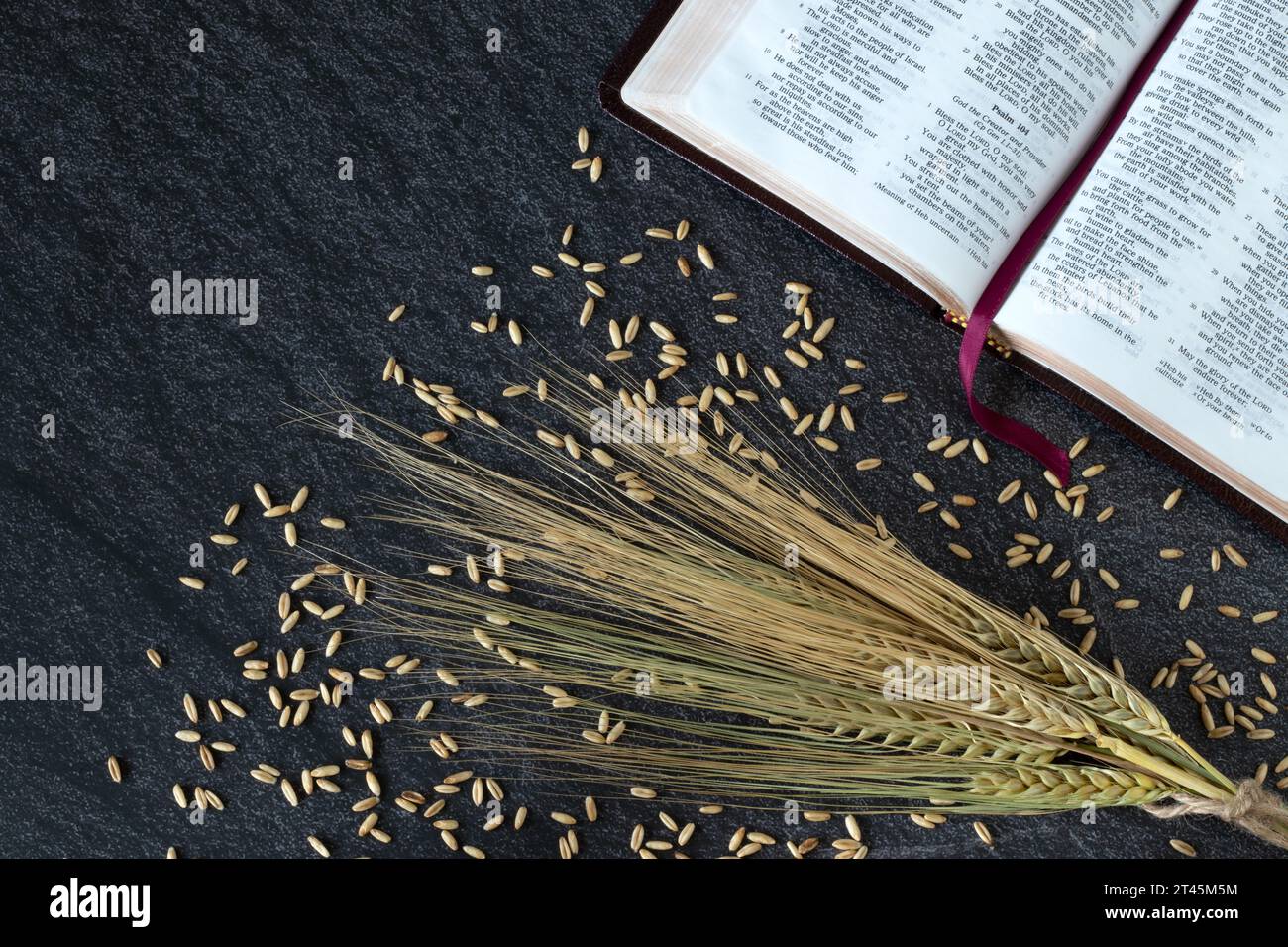 Open holy bible with a stalk of ripe barley ears and grain on dark ...