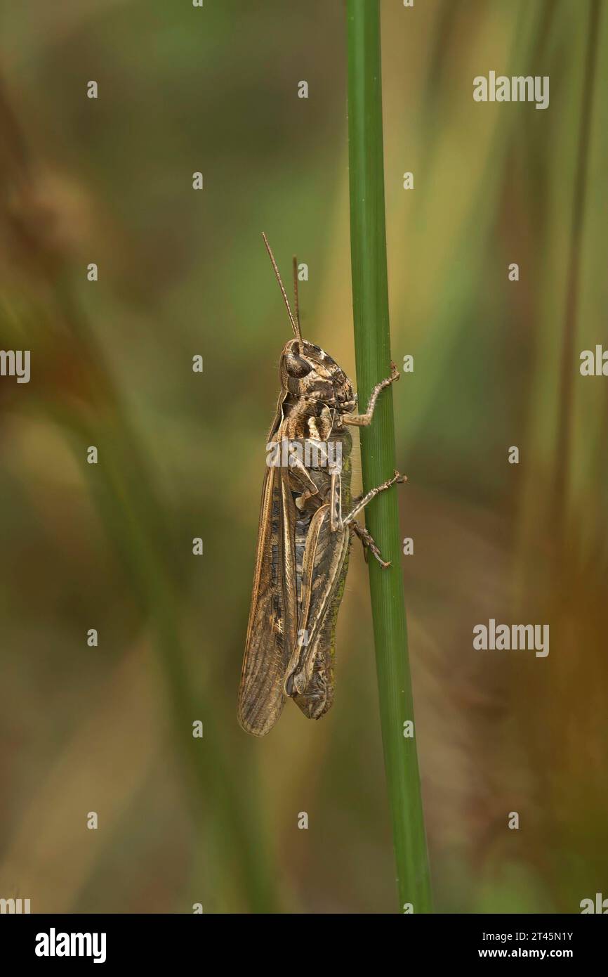 Natural closeup on a bow-winged, grasshopper, Chorthippus biguttulus ...