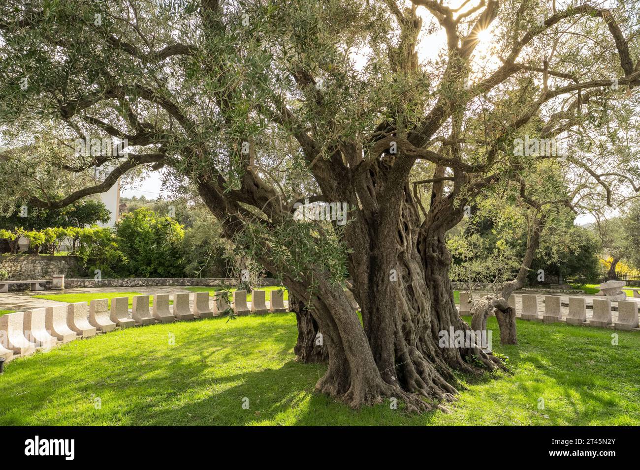 Old Olive Tree, famous tourist attraction in Montenegro Stock Photo - Alamy