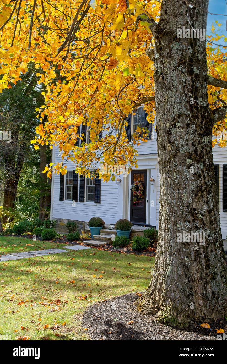 white colonial house behind bright autumn colored tree in Bennington ...