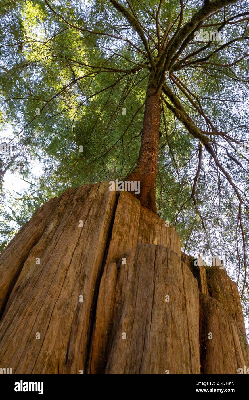 A new tree grows from the stump of a tree logged sometime in the 1890s ...