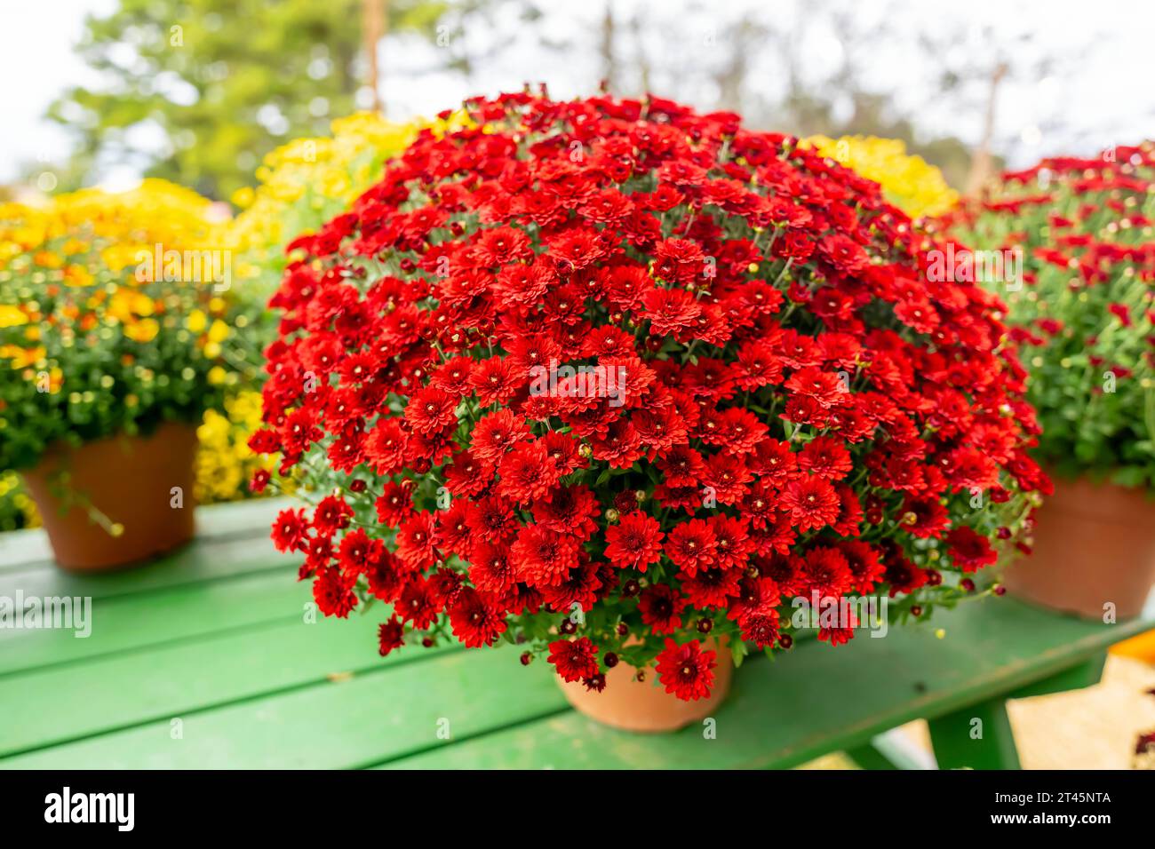 Pineville, NC, USA. 15th Oct, 2023. Fresh colorful bouquet of flowers ...