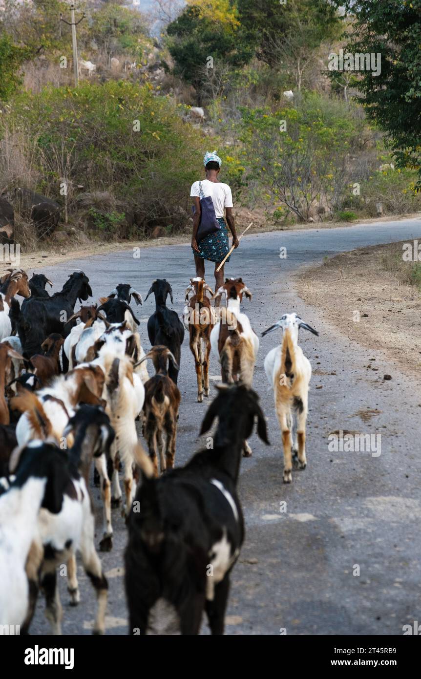 Goatherd in india hi-res stock photography and images - Alamy
