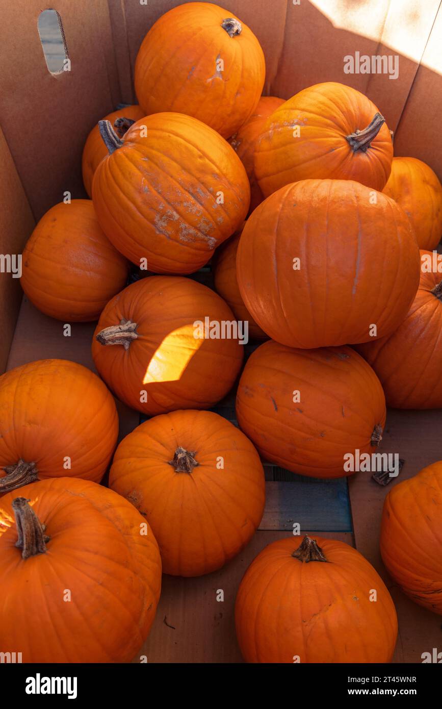 Pumpkins piled up for sale for Halloween in Vancouver, Canada Stock ...