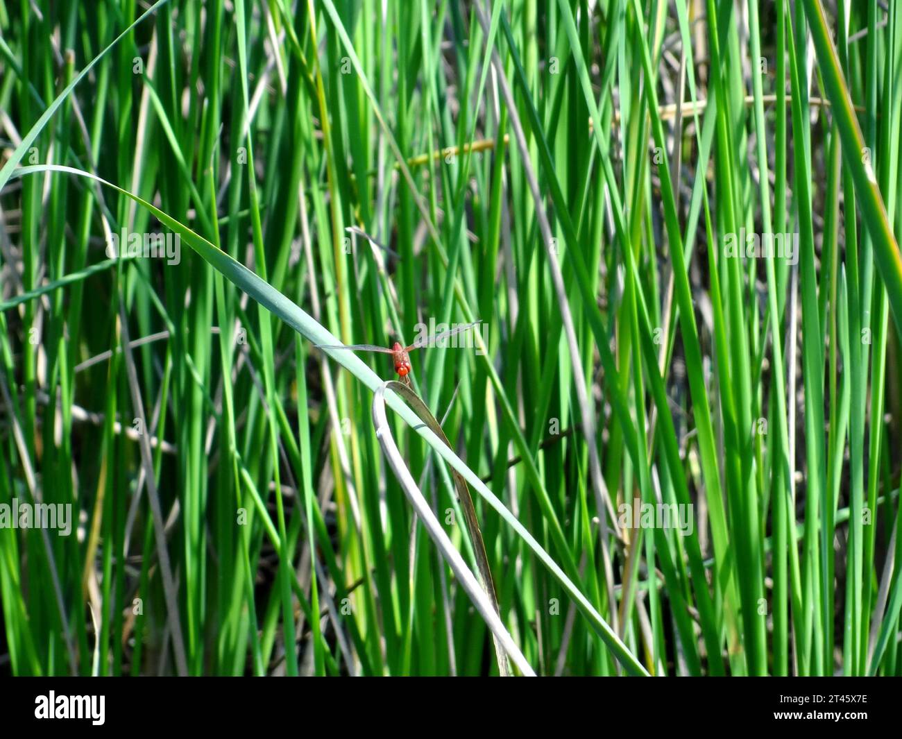 Dragon hopper hi-res stock photography and images - Alamy