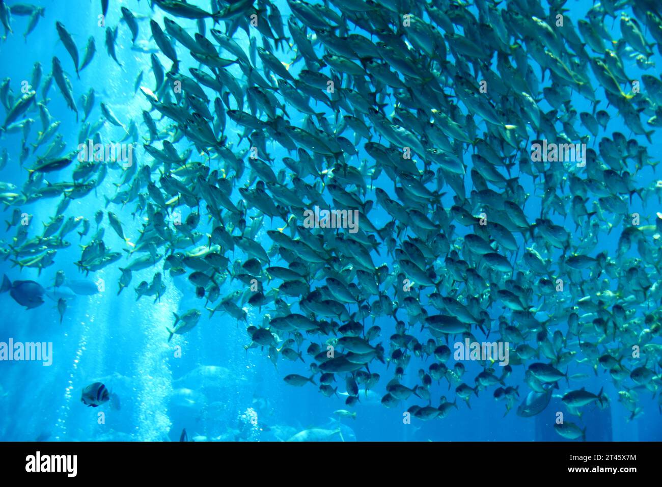 Schools of Fish Stock Photo - Alamy
