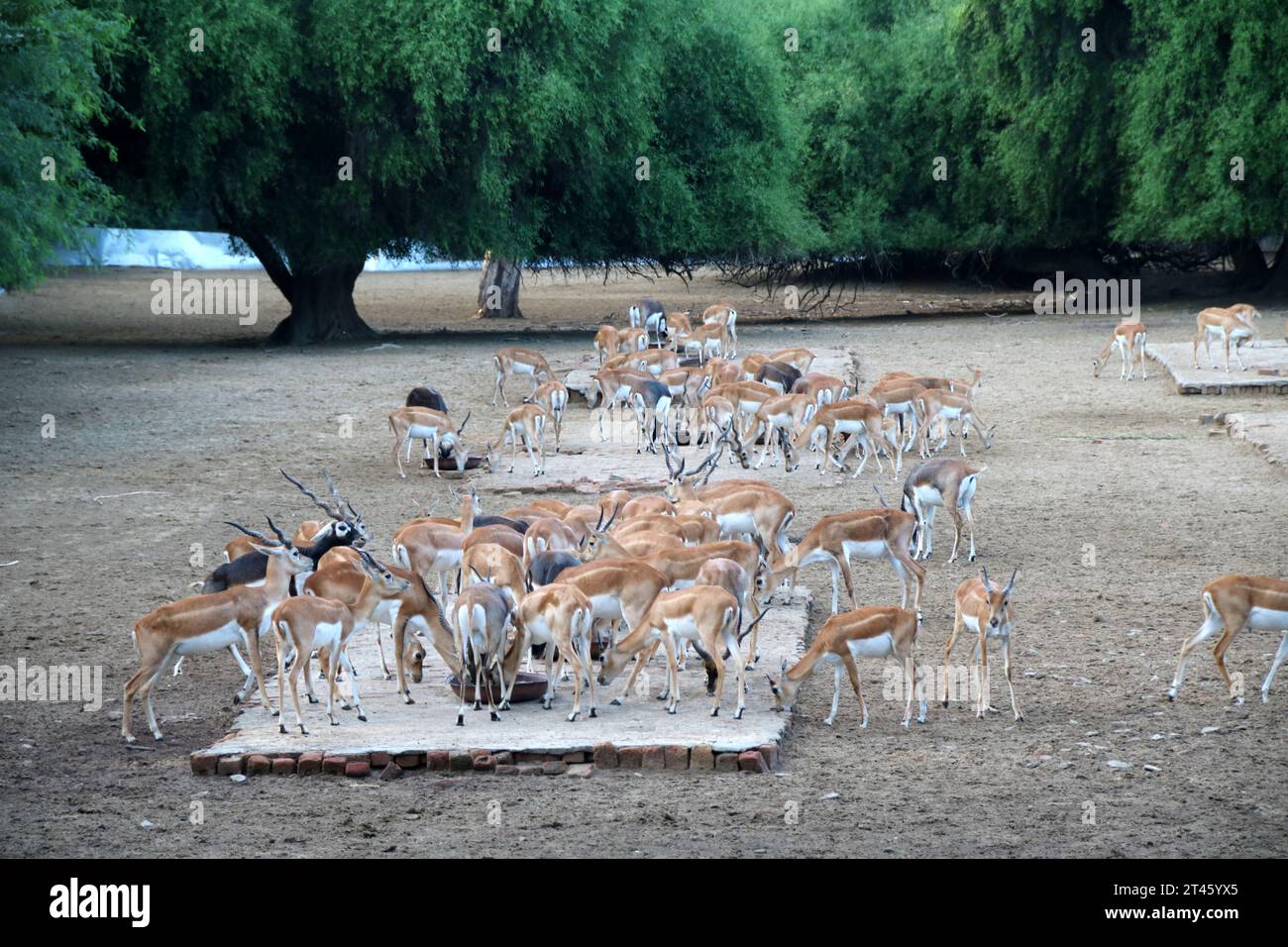 Deer at WWF Pakistan Stock Photo - Alamy