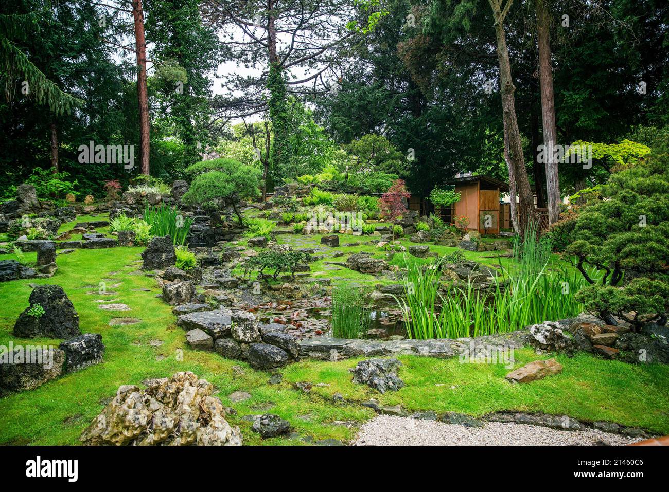 Awe rainy Japanese garden in Vienna with Japanese maple and white ...