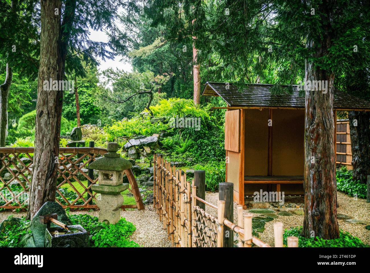 Awe wet view on Japanese garden in Vienna: bamboo fences and alcove and ...