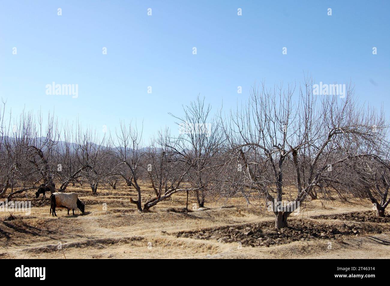 Balochistan hi-res stock photography and images - Alamy