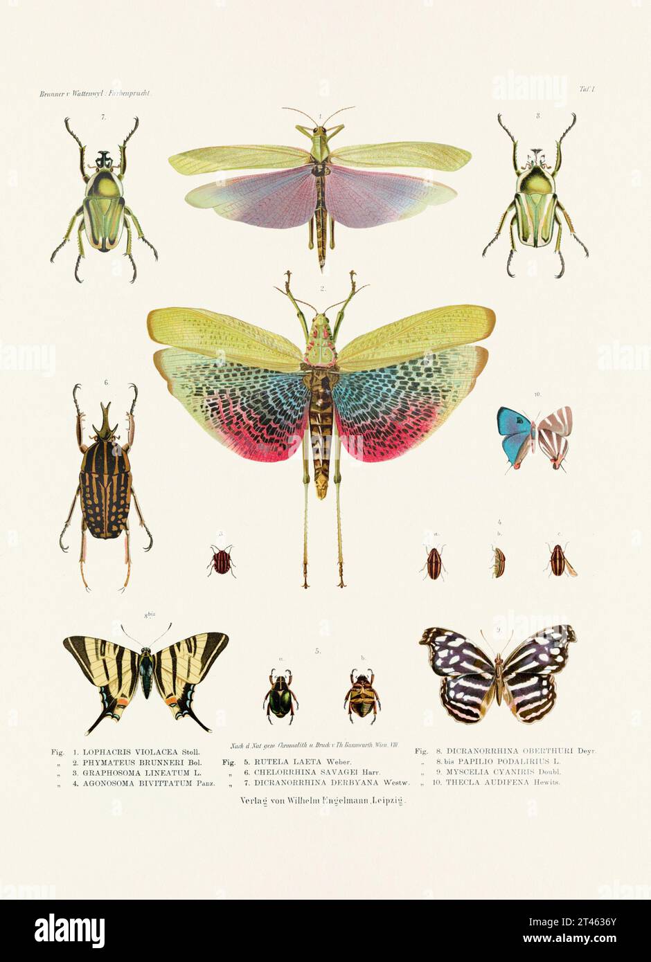 A vintage insect illustration from a 19th-century German book plate ...