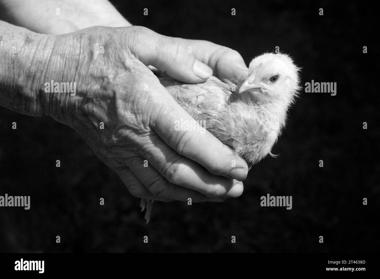 The hands of senior with the hen Stock Photo - Alamy