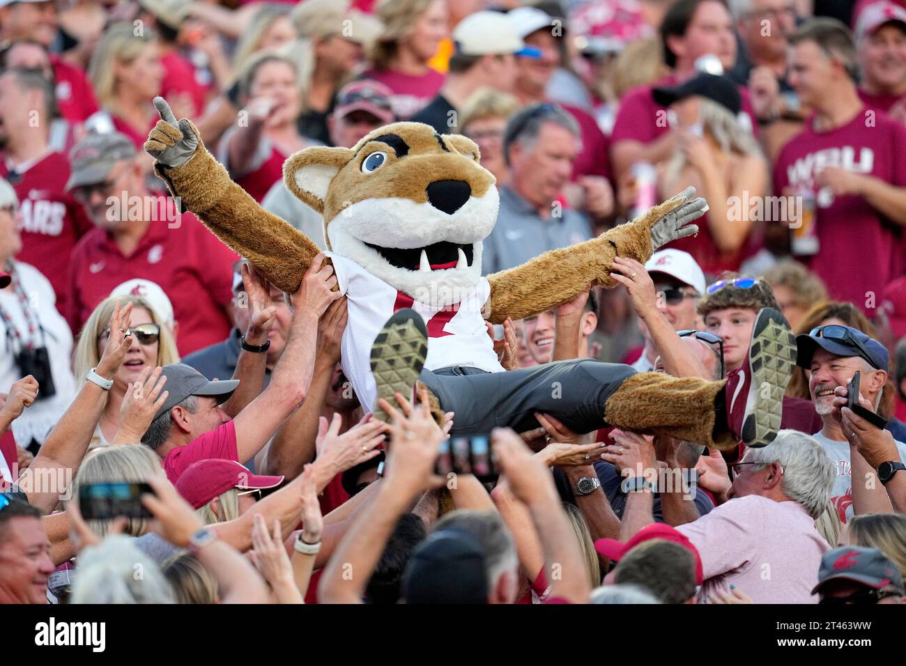 Washington State mascot Butch T. Cougar celebrates a touchdown against ...