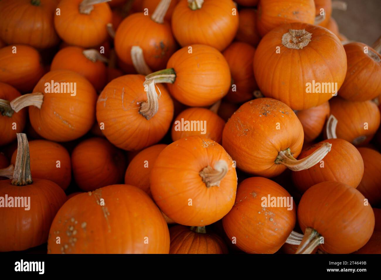 Fall Festival Pumpkin Patch, Underwood Family Farms, Moorpark ...