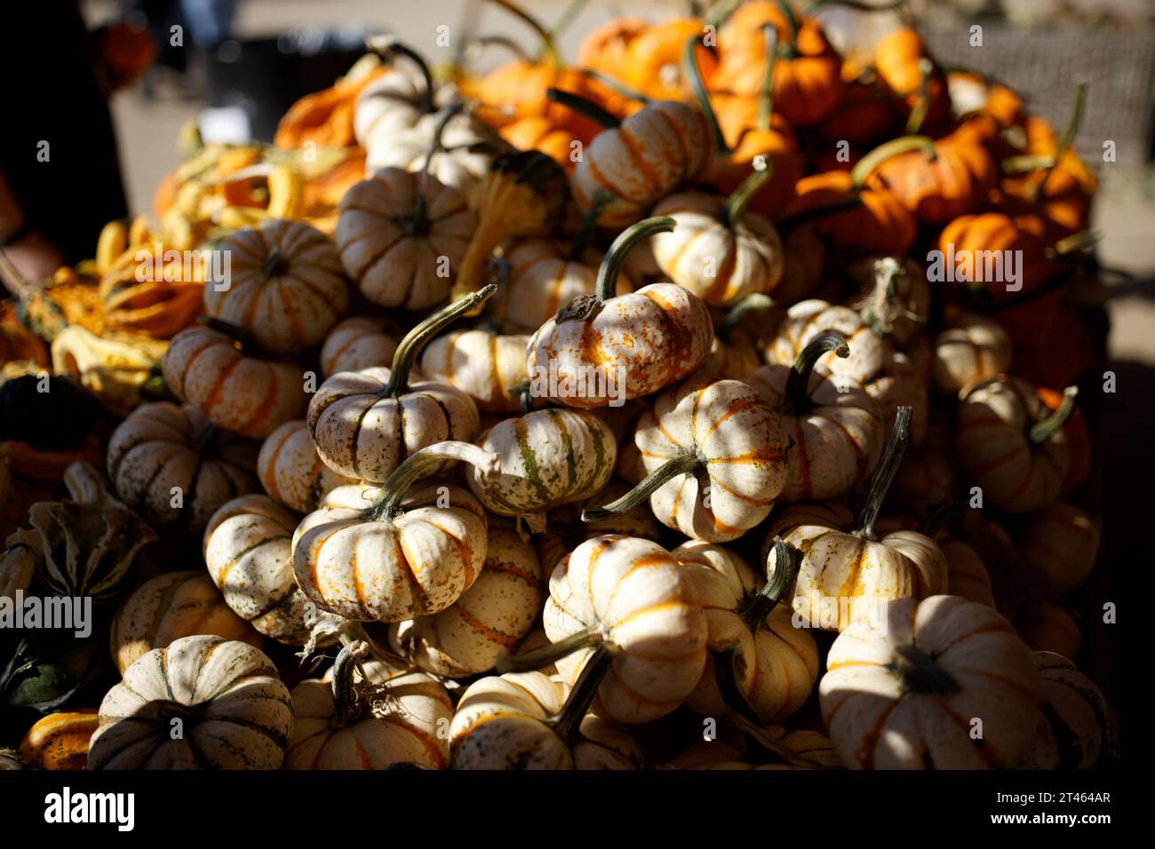 Fall Festival Pumpkin Patch, Underwood Family Farms, Moorpark ...