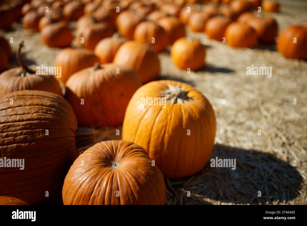 Fall Festival Pumpkin Patch, Underwood Family Farms, Moorpark ...