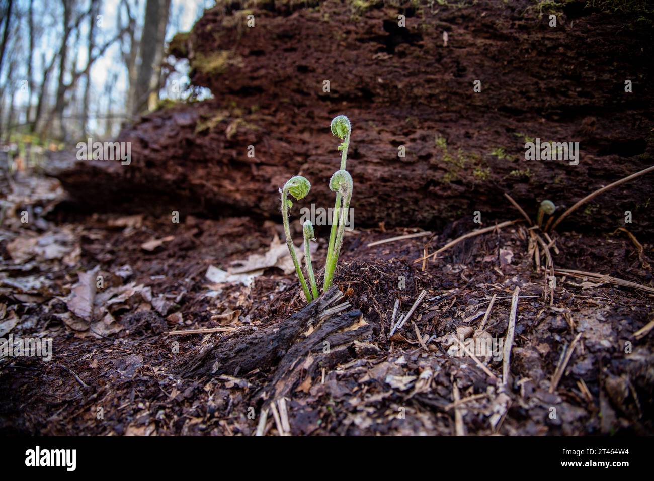 Fresh fiddleheads reach up from the rich humus of a long dead log Stock ...