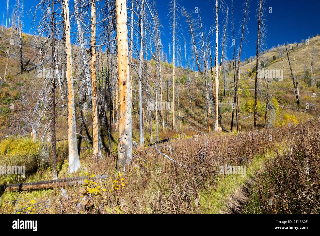 Burned trees from a forest fire lining the West Game Creek Trail ...
