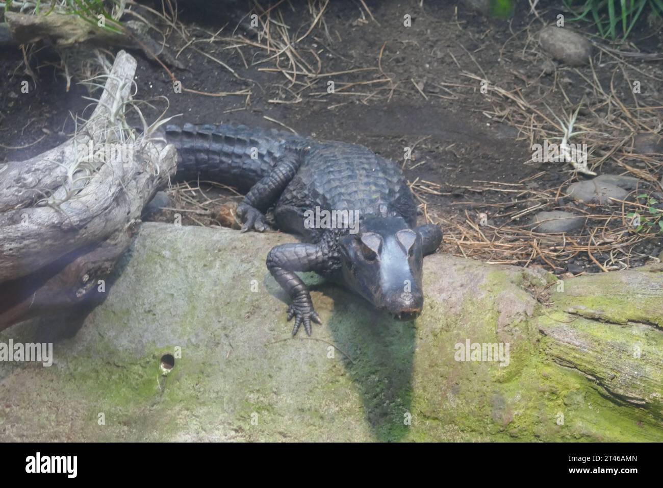 Los Angeles, California, USA 27th October 2023 Dwarf Caiman in ...