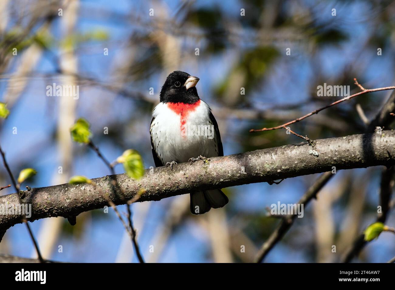 White upperarts hi-res stock photography and images - Alamy