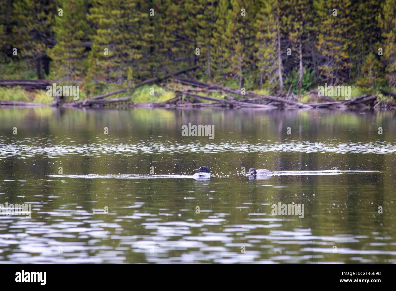 Mating loons hi-res stock photography and images - Alamy