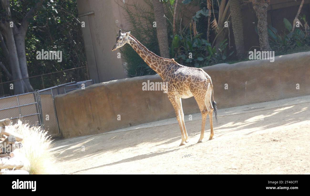 Los Angeles, California, USA 27th October 2023 Maasai Giraffe, Masai ...