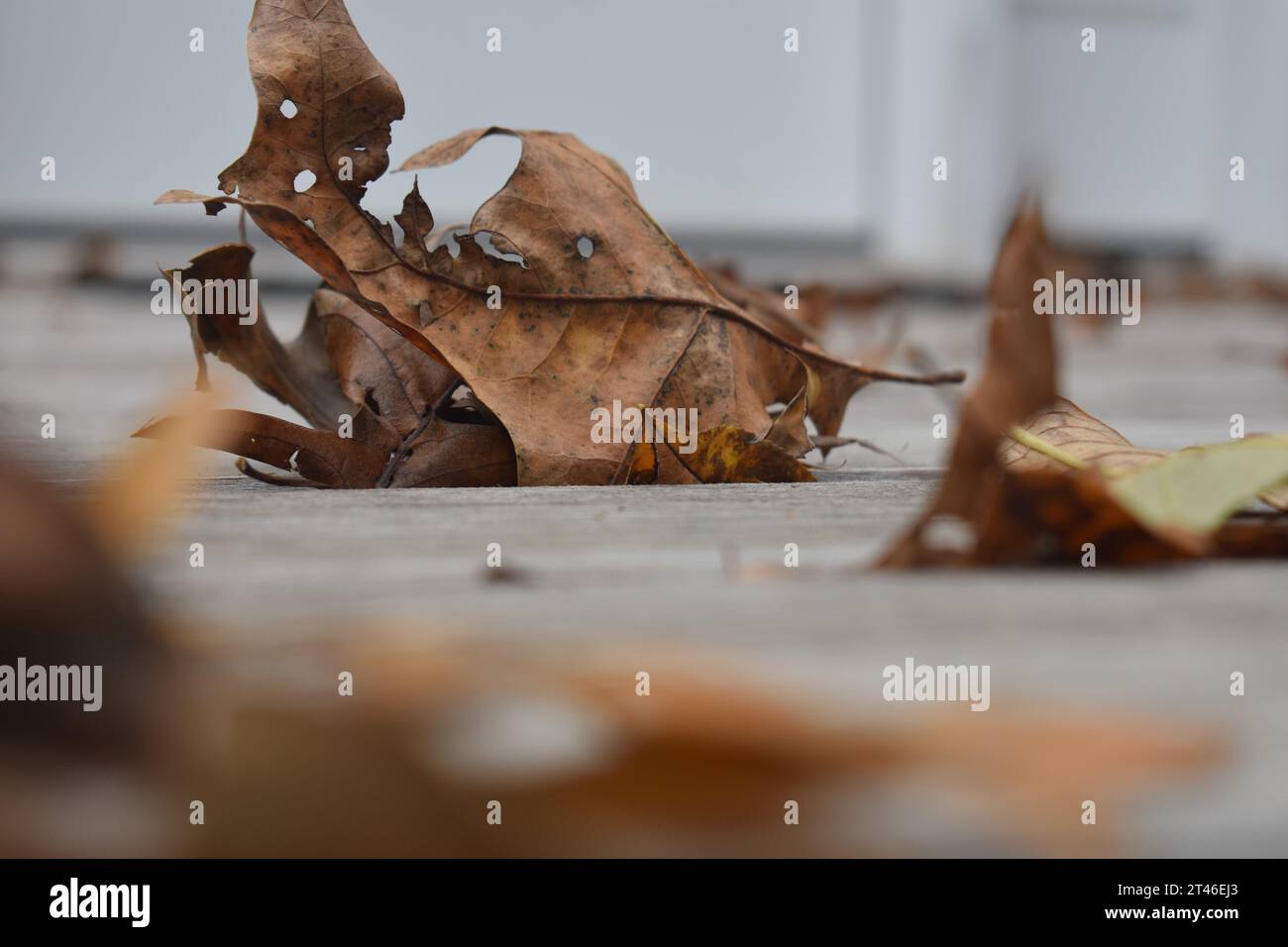 Fallen Oak Leaves on the Front Porch-Autumn finds a multitude of leaves ...