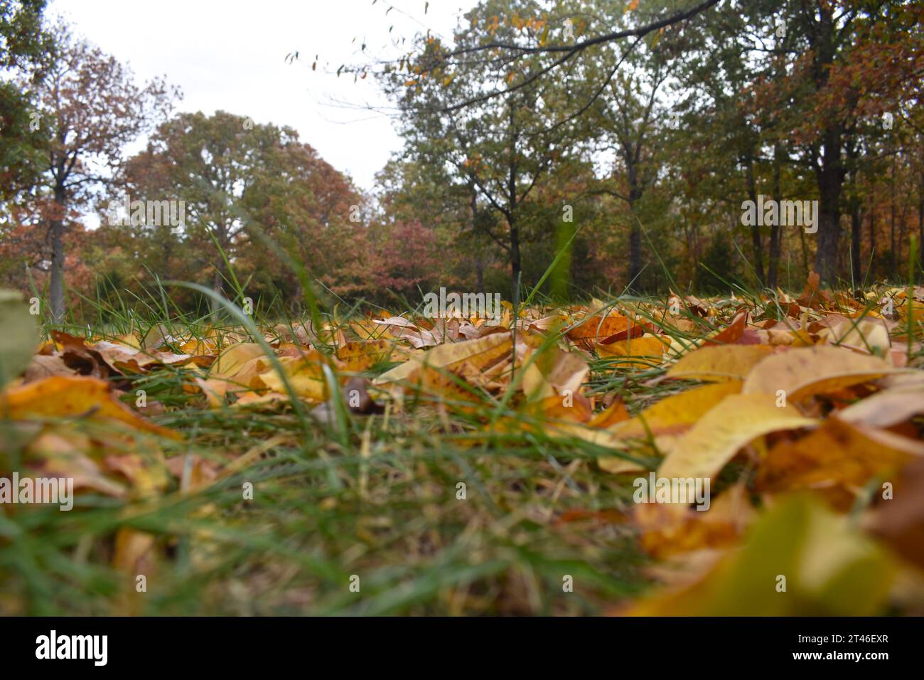 A carpet of fallen autumn leaves covers the green grass in this low ...