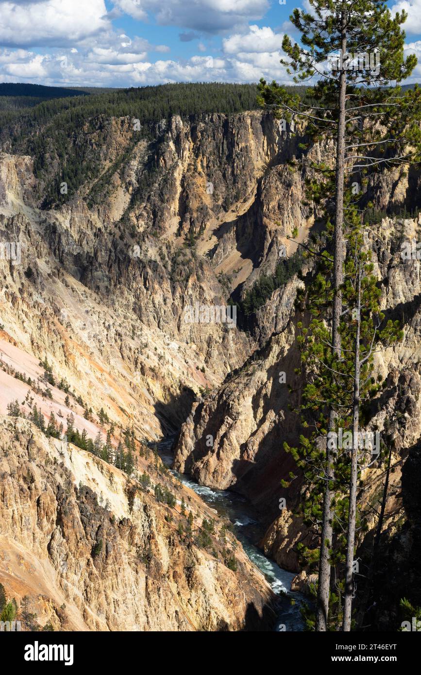 Tall lodgepole pine trees growing high above the Yellowstone River ...