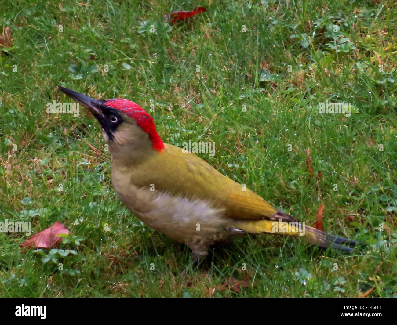 Unser Daeurgast holt sich taeglich sein Futter aus der Wiese in unserem ...