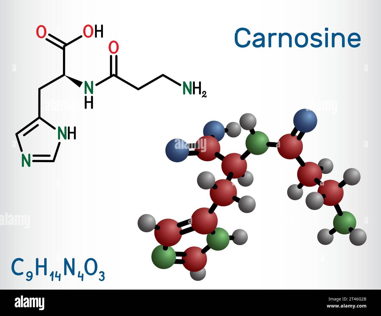 Carnosine dipeptide molecule. It is anticonvulsant, antioxidant ...