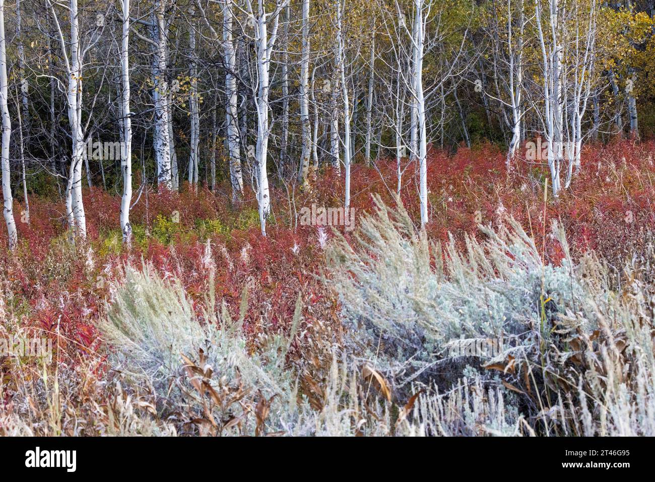 Fall colors decorating the landscape beyond sagebrush along the Wiggle ...