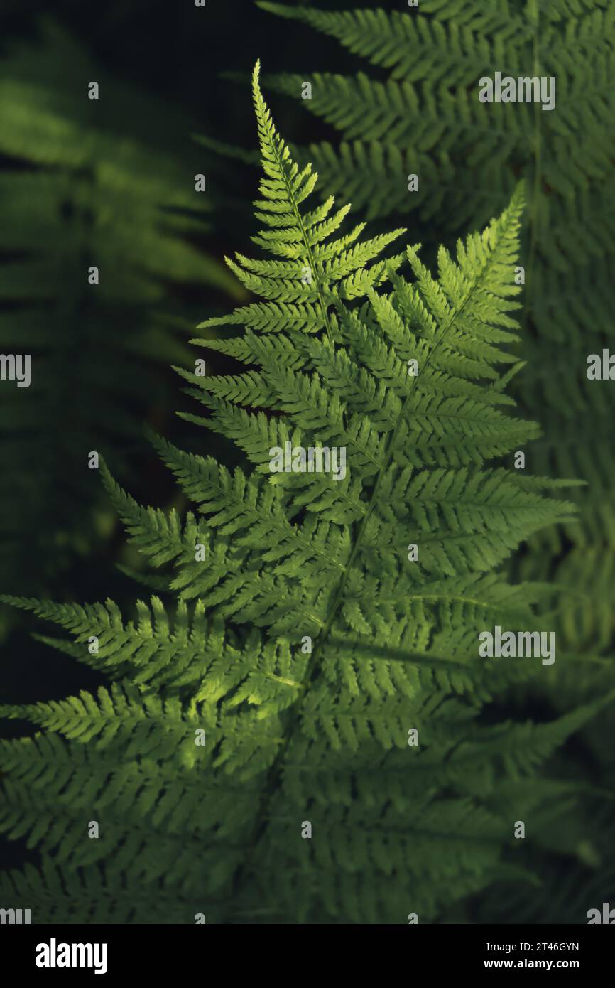 Natural ferns in forest blurred background. Green fern plants in nature ...