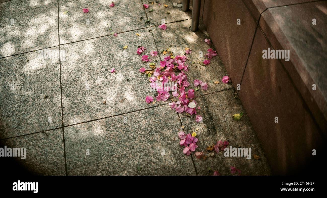 Singapore's Graceful Vanda Miss Joaquim: Fallen Petals on the Ground ...