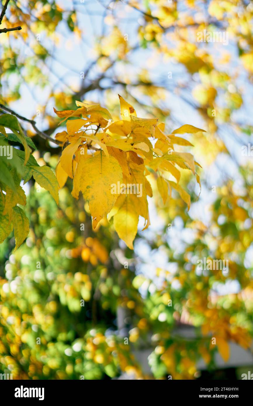 Yellow and green leaves of Pennsylvania ash on a tree branch in the ...