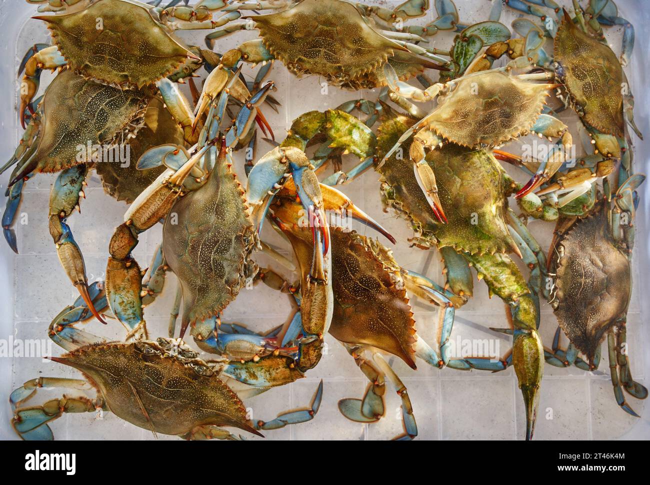 Crawl over hi-res stock photography and images - Alamy