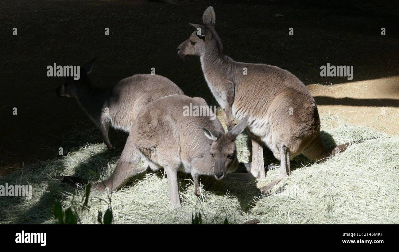 Los Angeles, California, USA 27th October 2023 Kangaroos at LA Zoo on ...