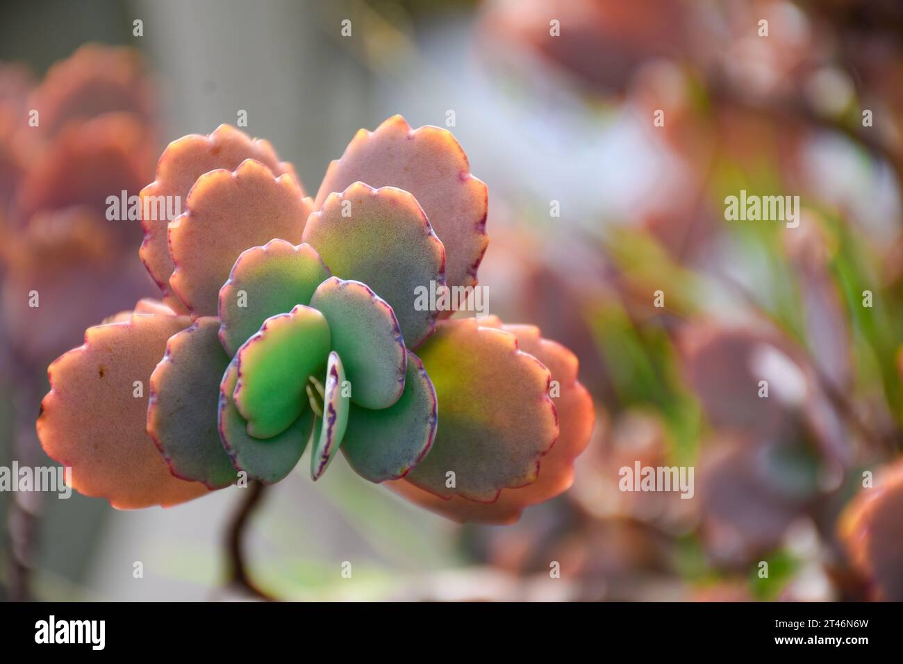 Kalanchoe fedtschenkoi, commonly called Tricolor Lavender Scallops ...