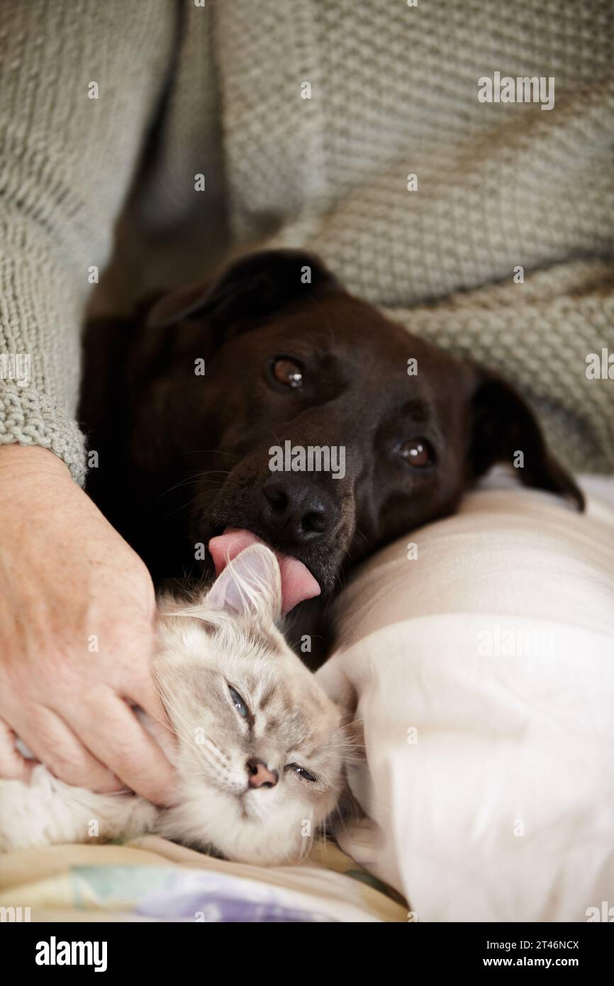 Cat, dog and person relax in bed with calm, comfort and care in home ...