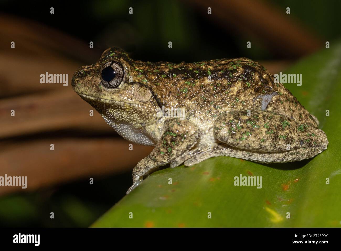 Emerald green tree frog hi-res stock photography and images - Alamy