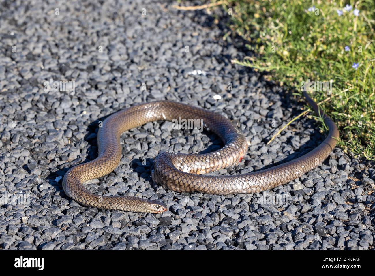 Road kill Australian Eastern Brown Snake Stock Photo - Alamy