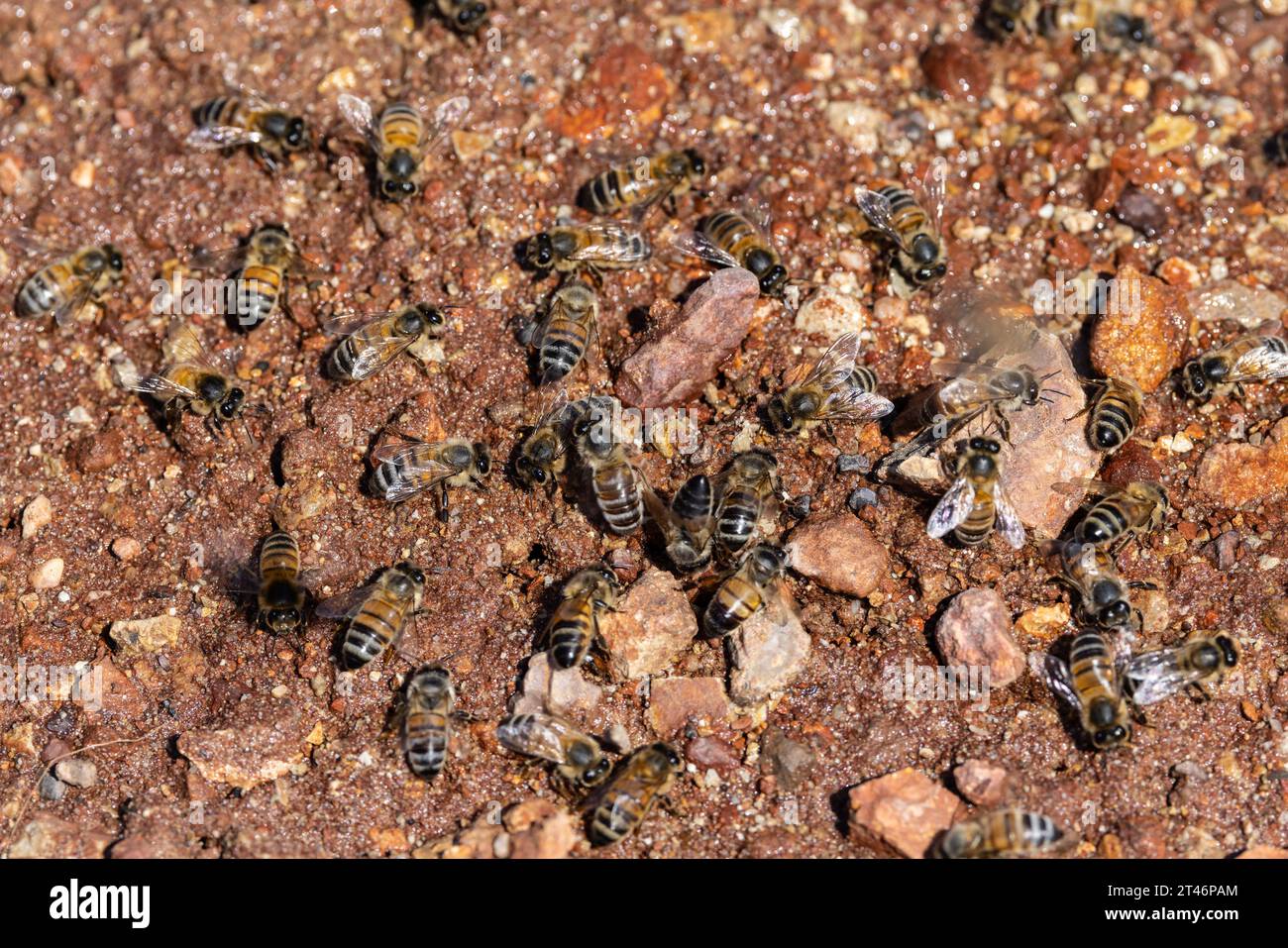 Honey Bees drinking moisture from damp soil Stock Photo - Alamy